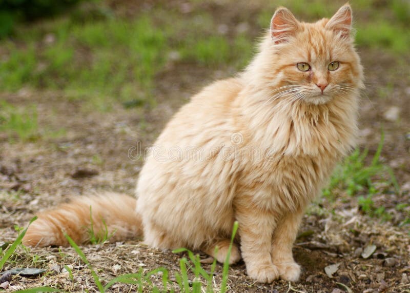 2,091 Gato Anaranjado Europeo Fotos de stock - Fotos libres de regalías ...