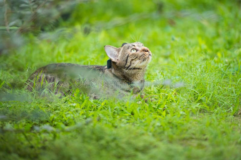 Gato Animado Deitado Na Grama Foto de Stock - Imagem de excitado, coma ...