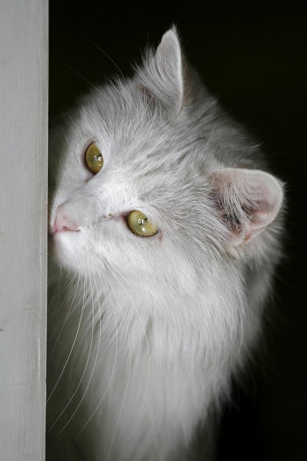 Gato a ponderar imagem de stock. Imagem de animal, fundo - 4313349