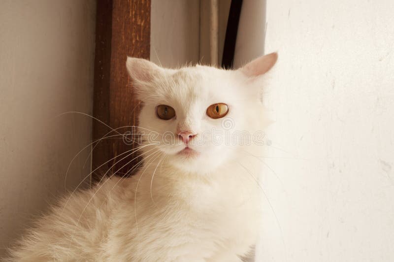 Gato assustado imagem de stock. Imagem de assustado, felino - 34570485