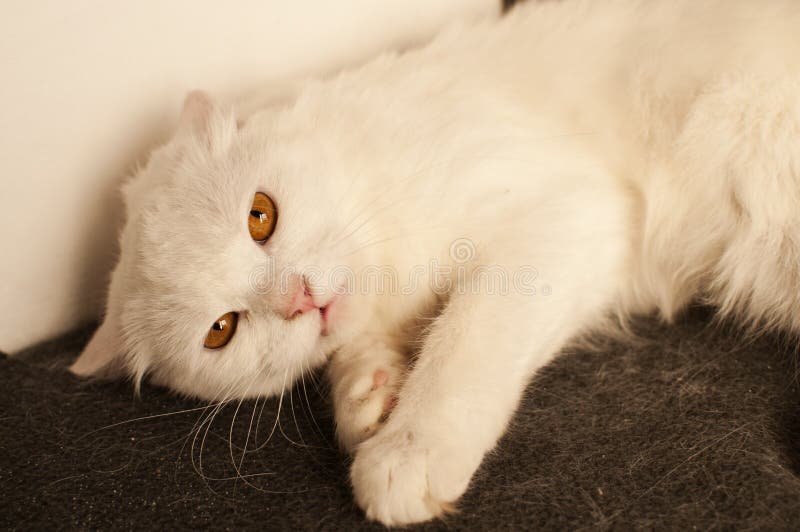 Gato assustado foto de stock. Imagem de orelhas, animal - 34885428