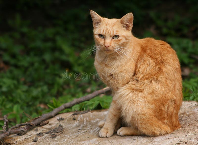 Gato Astuto Imagen. Imagen: 2343341