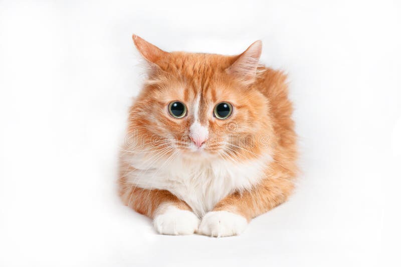 Gato, astuto imagen de archivo. Imagen de rojo, fondo - 36856827