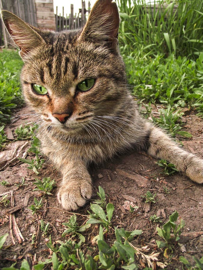 Gato astuto imagen de archivo. Imagen de hierba, casero - 45336469