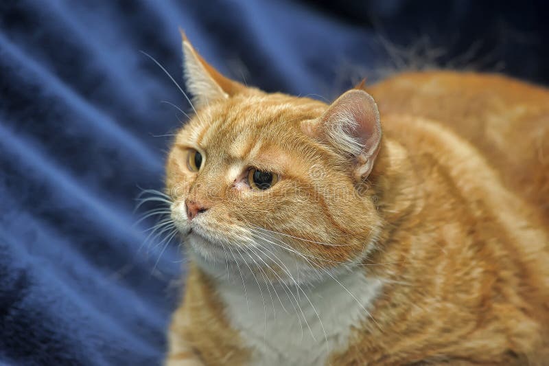Gato Astuto Rayado Anaranjado Foto de archivo - Imagen de adorable ...