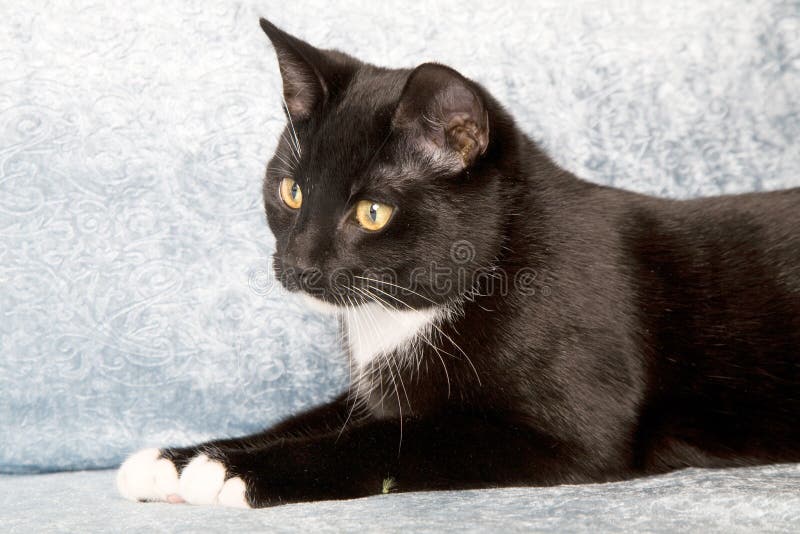 Gato atento imagen de archivo. Imagen de negro, joven - 4344349