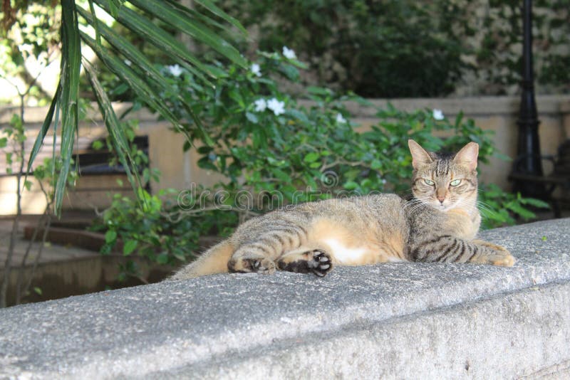 Gato atento imagen de archivo. Imagen de granja, gato - 54657613