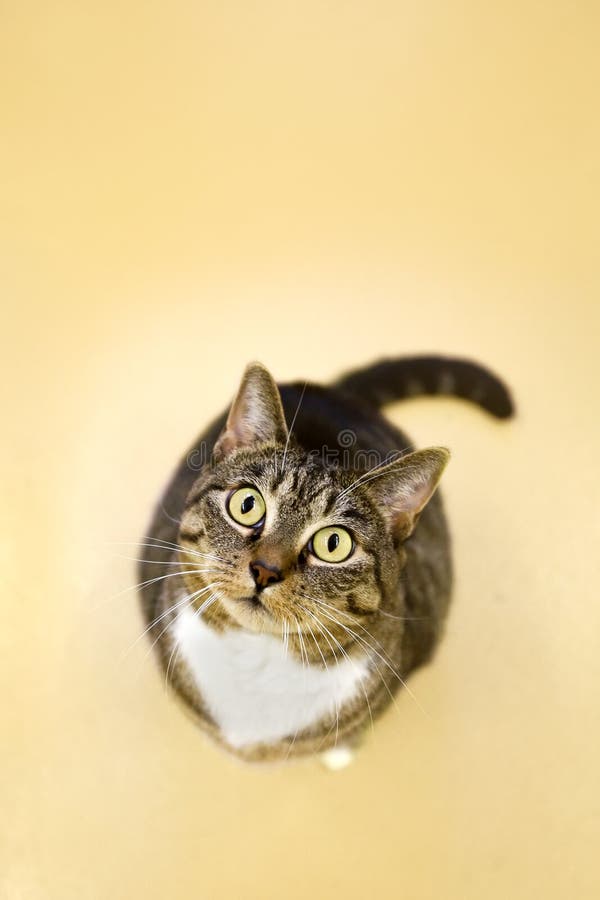 Gato atento imagen de archivo. Imagen de doméstico, retrato - 7438915