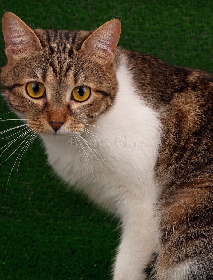 El gato Tabby mira al baño imagen de archivo. Imagen de casero - 170477139