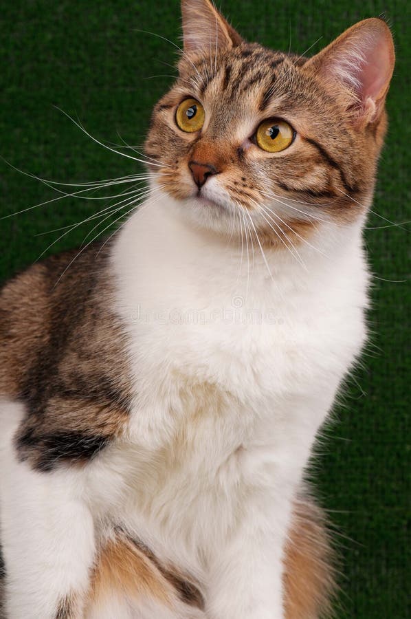 Gato atigrado lindo foto de archivo. Imagen de suave - 40592708