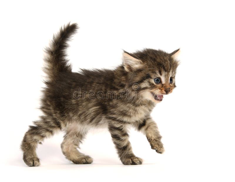 Gato Atigrado Lindo En Blanco Imagen de archivo - Imagen de aislado ...