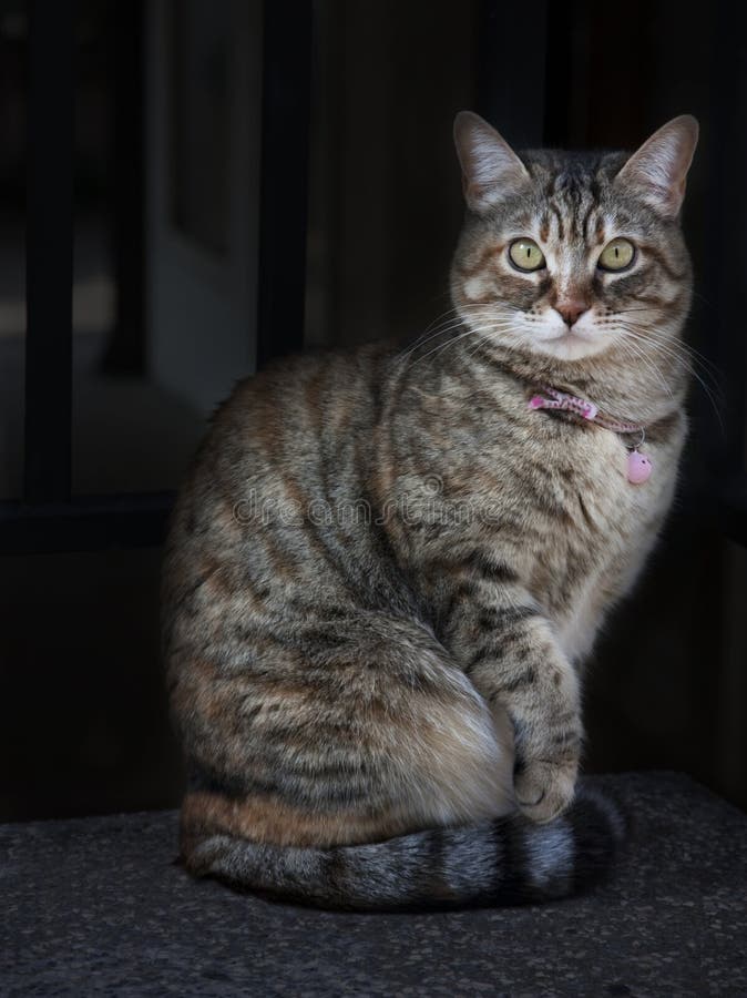 Atigrado Posando Stock Photos - Free & Royalty-Free Stock Photos from ...