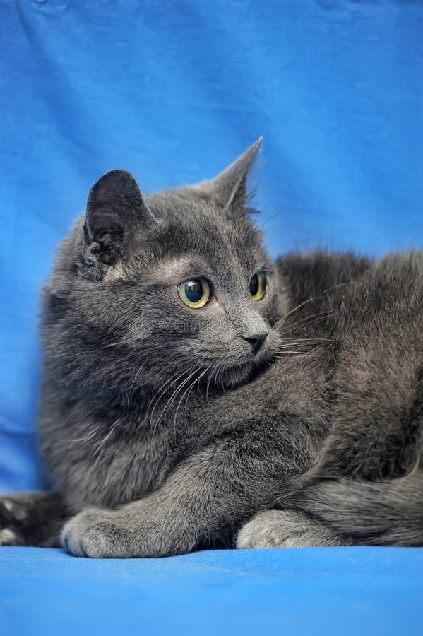 Gato Azul Do Russo Do Olho Verde Foto de Stock - Imagem de gato, olho ...
