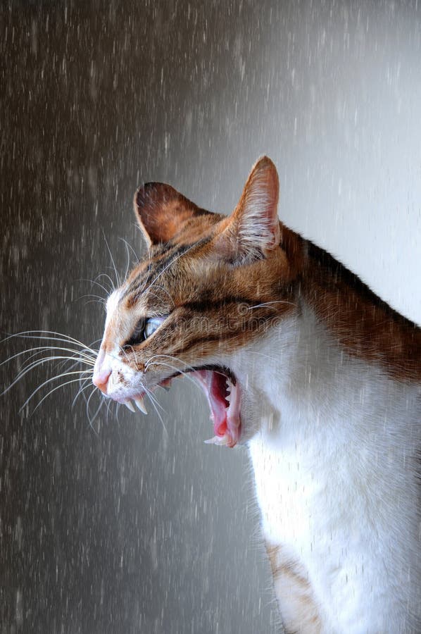 Gato bajo la lluvia foto de archivo. Imagen de lluvia - 108812016