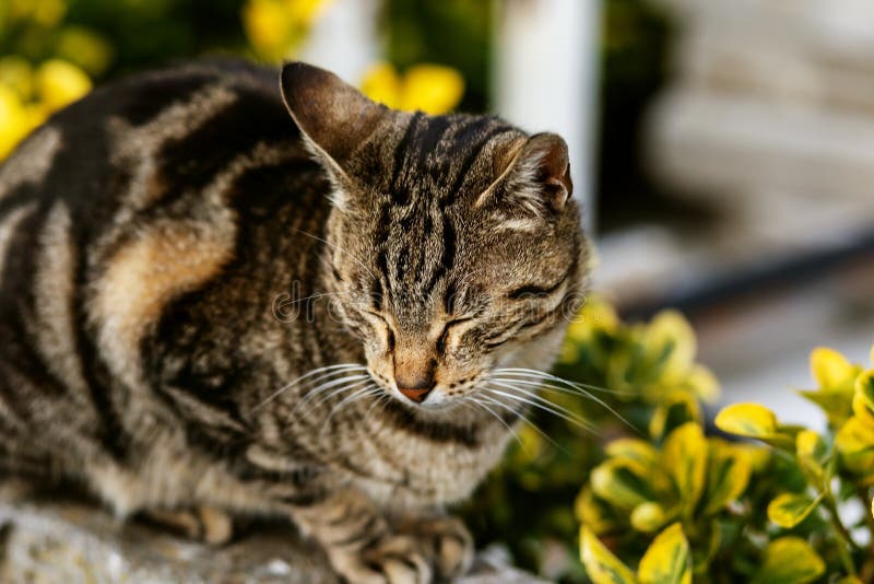 Gato Bengala Dorme Em Flores Imagem de Stock - Imagem de sonos, gato ...
