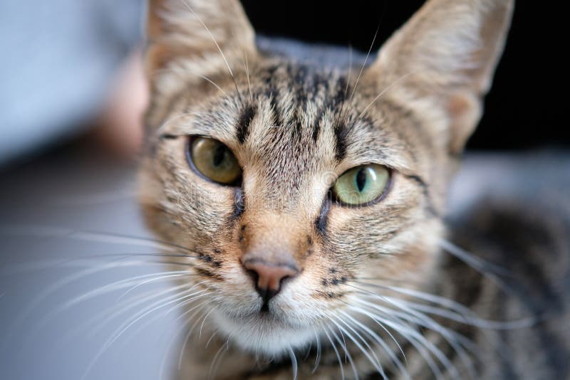 184 Bizco Fotos - Libres de Derechos y Gratuitas de Dreamstime