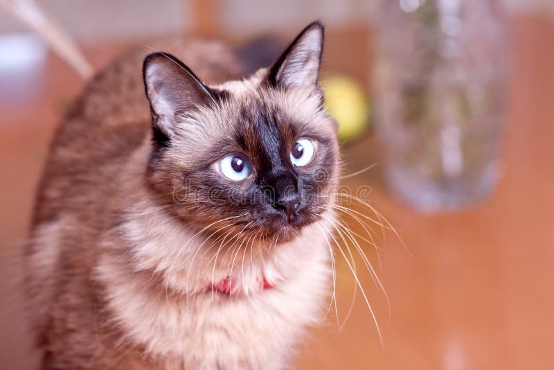 Gato bizco de Birmanese imagen de archivo. Imagen de rojo - 84159439