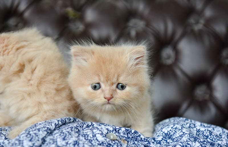 Gato bizco de Munchkin imagen de archivo. Imagen de animal - 94893929