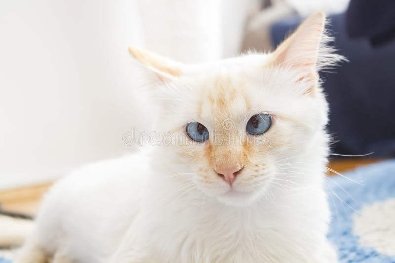Gato Bizco Divertido De Ragdoll Foto de archivo - Imagen de felino ...