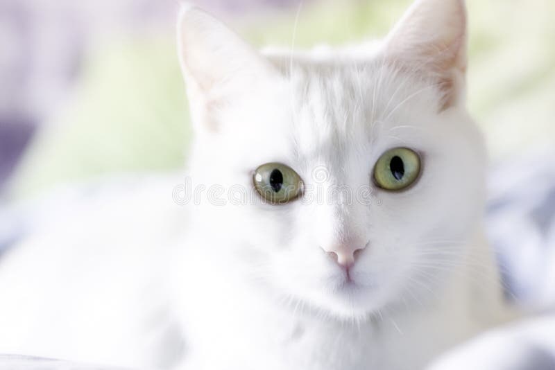 Gato blanco imagen de archivo. Imagen de gato, felino - 4230095