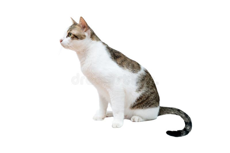 Gato Blanco Con Rayas Negras Aislado De Fondo Blanco Foto de archivo ...