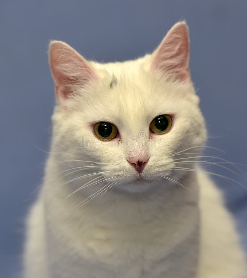 Gato blanco del albino foto de archivo. Imagen de lindo - 110228106