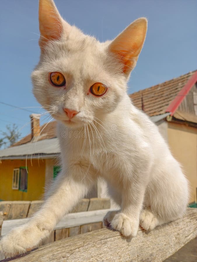 Perro flaco y gato blanco imagen de archivo. Imagen de dieta - 3103187