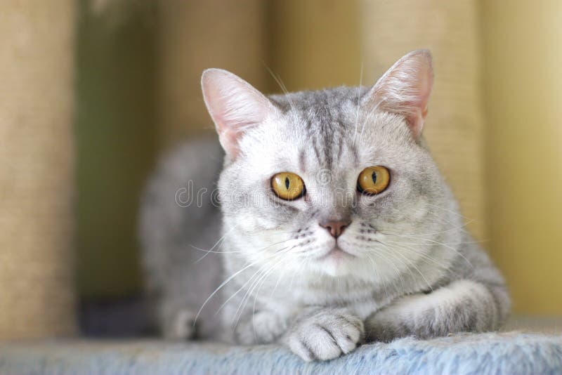 Gato Siamese, Blue-Point imagem de stock. Imagem de profundamente - 4074099