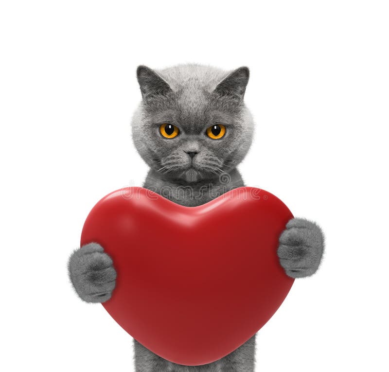 Gato Bonito Que Lleva a Cabo Un Corazón Foto de archivo - Imagen de ...