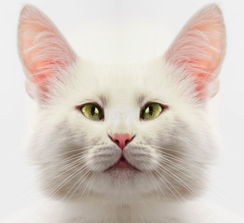 Gato branco imagem de stock. Imagem de palha, gatinho - 111106683