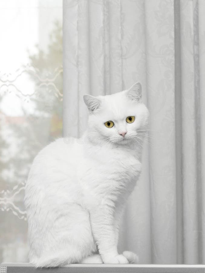 Gato branco foto de stock. Imagem de gato, pets, doméstico - 3022584