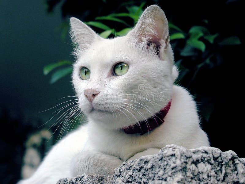 Gato branco foto de stock. Imagem de branco, cerca, gatinho - 326072