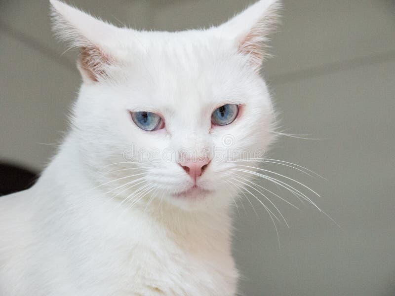 Gato branco imagem de stock. Imagem de mosca, pele, azul - 41010537
