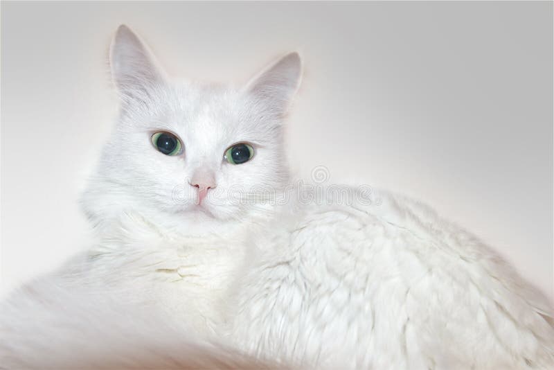 Gato branco imagem de stock. Imagem de fofofo, pedigreed - 56419591