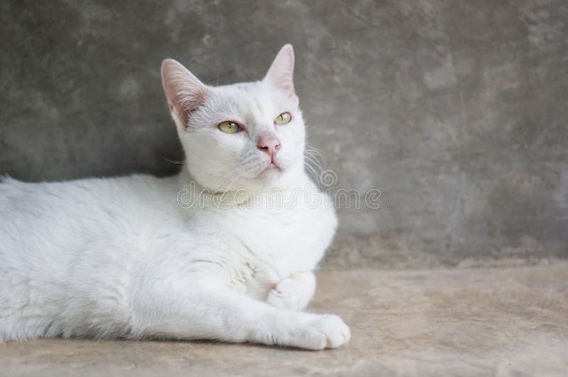 Gato branco imagem de stock. Imagem de orelhas, animal - 75519149