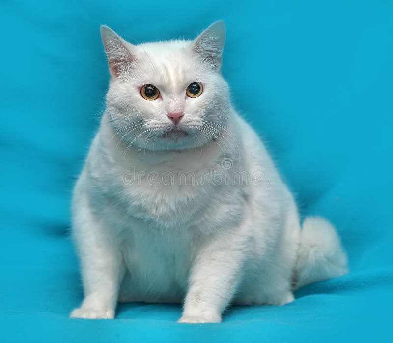 Gato branco gordo foto de stock. Imagem de vaca, animais - 48433642