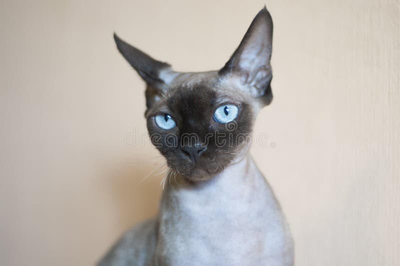 Gato calvo foto de stock. Imagem de fofofo, focinho, careca - 71500964
