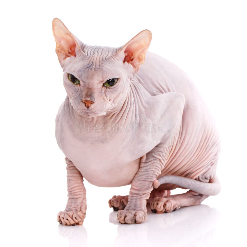 Raza De Gatos Calvos Sin Pelo Imagen de archivo - Imagen de esfinge ...
