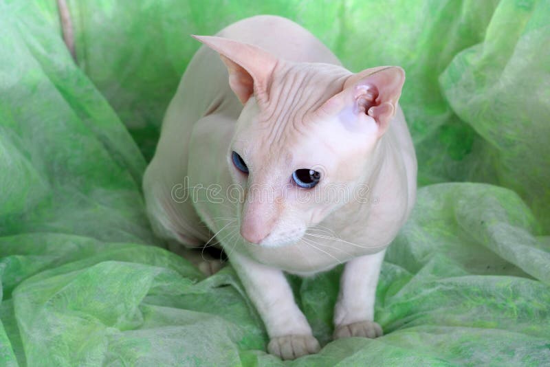 Gato calvo de Peterbald imagem de stock. Imagem de macho - 12455249