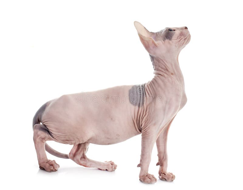 Gato calvo de Sphynx imagem de stock. Imagem de branco - 123632881