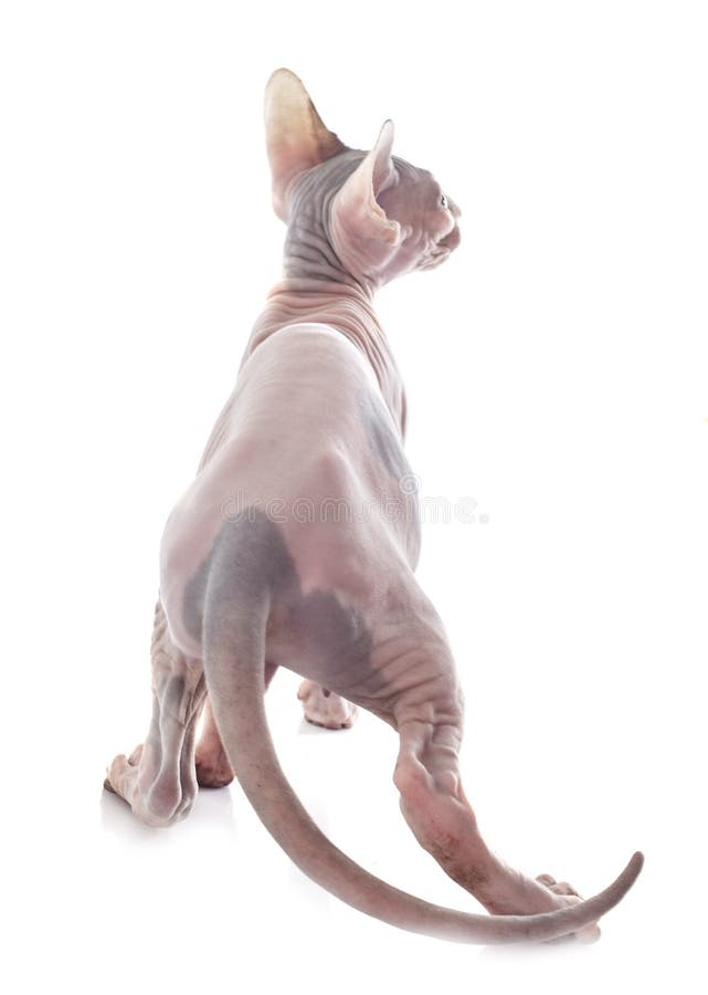 Gato calvo de Sphynx foto de stock. Imagem de feline - 46143154