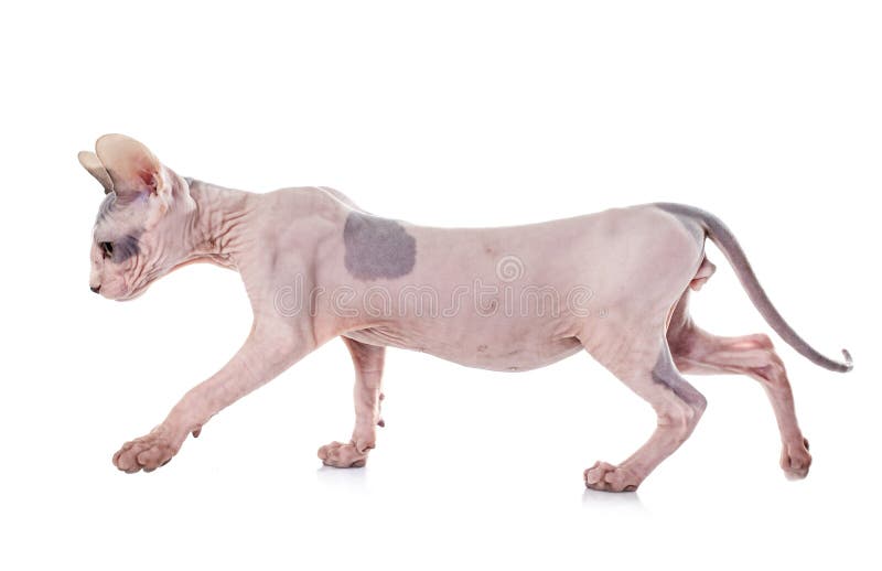 Gato calvo de Sphynx foto de stock. Imagem de fundo - 123633132