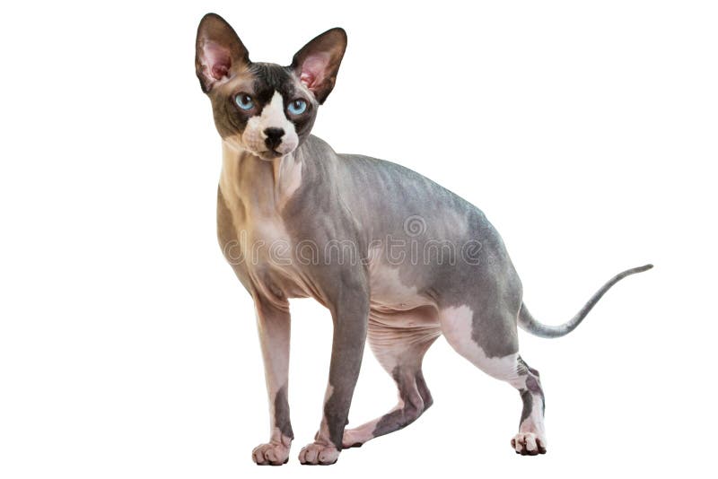 Gato calvo de Sphynx imagem de stock. Imagem de pele - 38725587