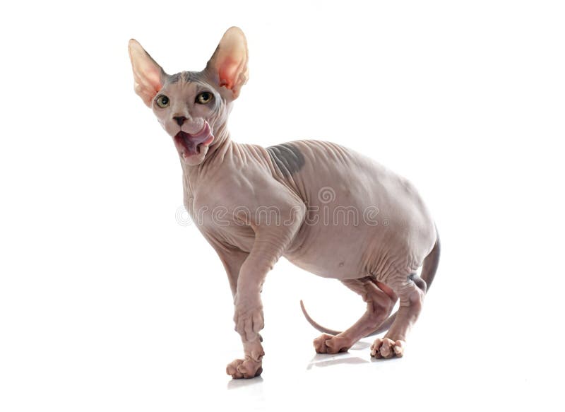 Gato Calvo De Sphynx Em Um Fundo Branco Foto de Stock - Imagem de calvo ...