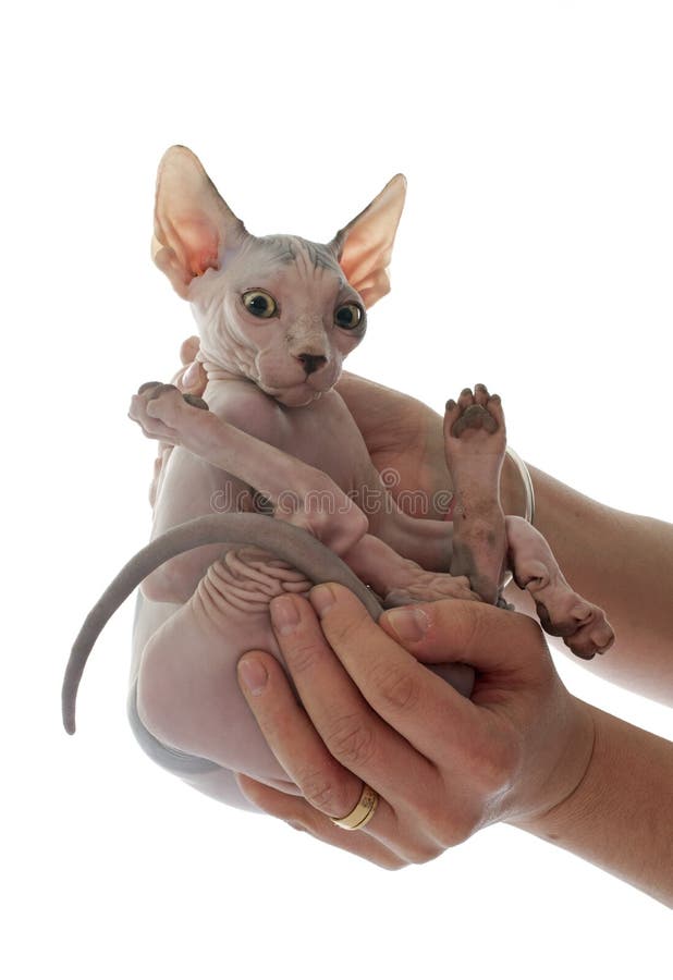 Gato calvo de Sphynx imagem de stock. Imagem de animal - 55612715
