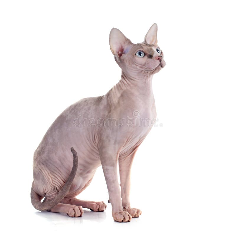 Gato Calvo De Sphynx, 4 Anos Velho, Contra O Fundo Branco Imagem de ...