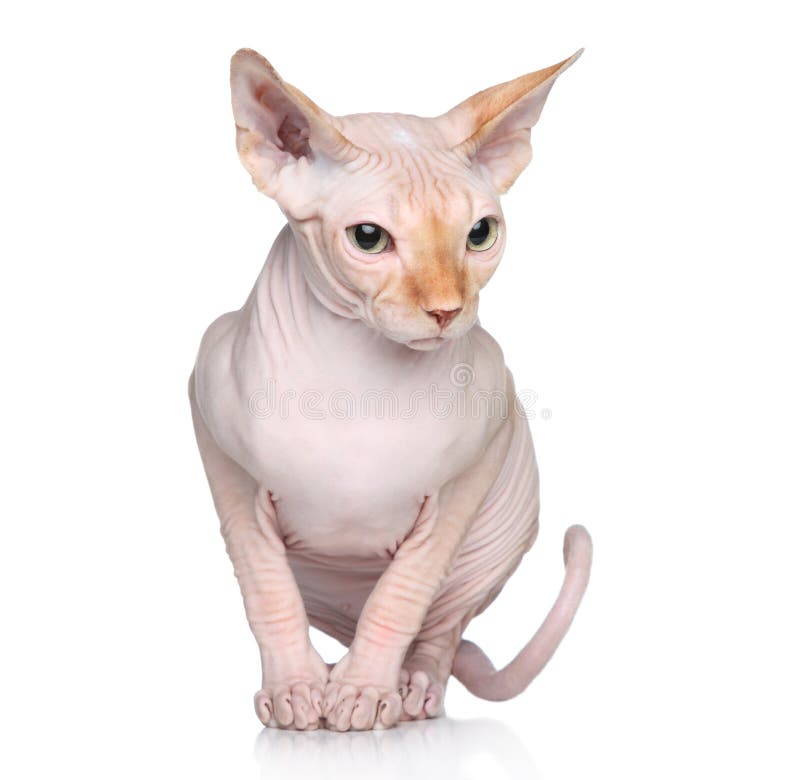 Gato Calvo De Sphynx Em Um Fundo Branco Foto de Stock - Imagem de calvo ...