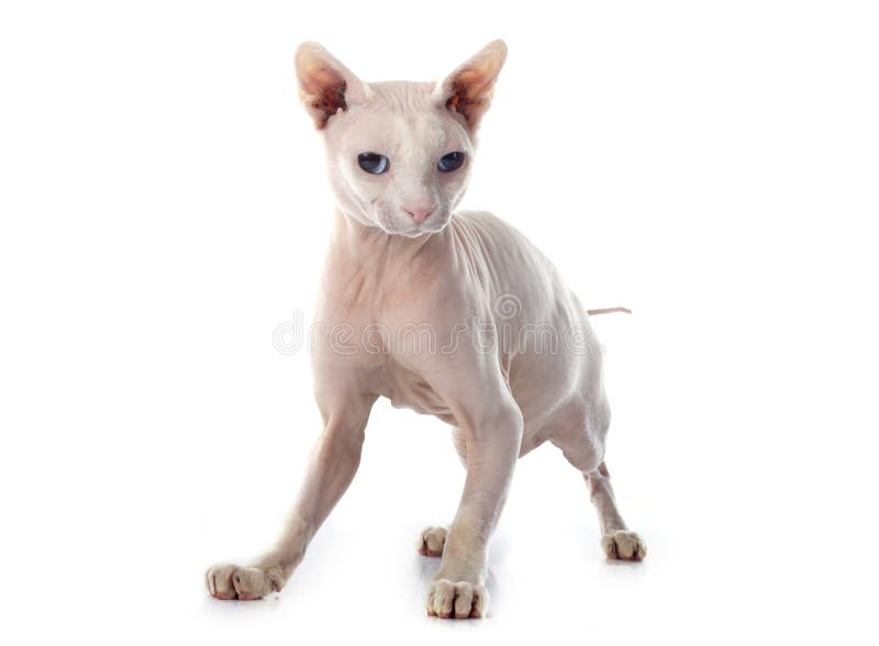 Gato calvo de Sphynx imagem de stock. Imagem de animal - 55612715