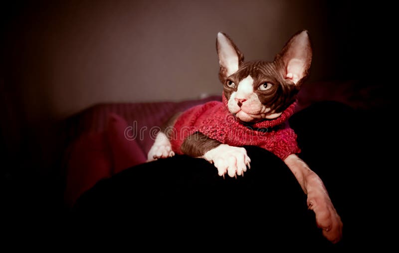Gato calvo de Sphynx foto de stock. Imagem de gatos, gato - 85456284