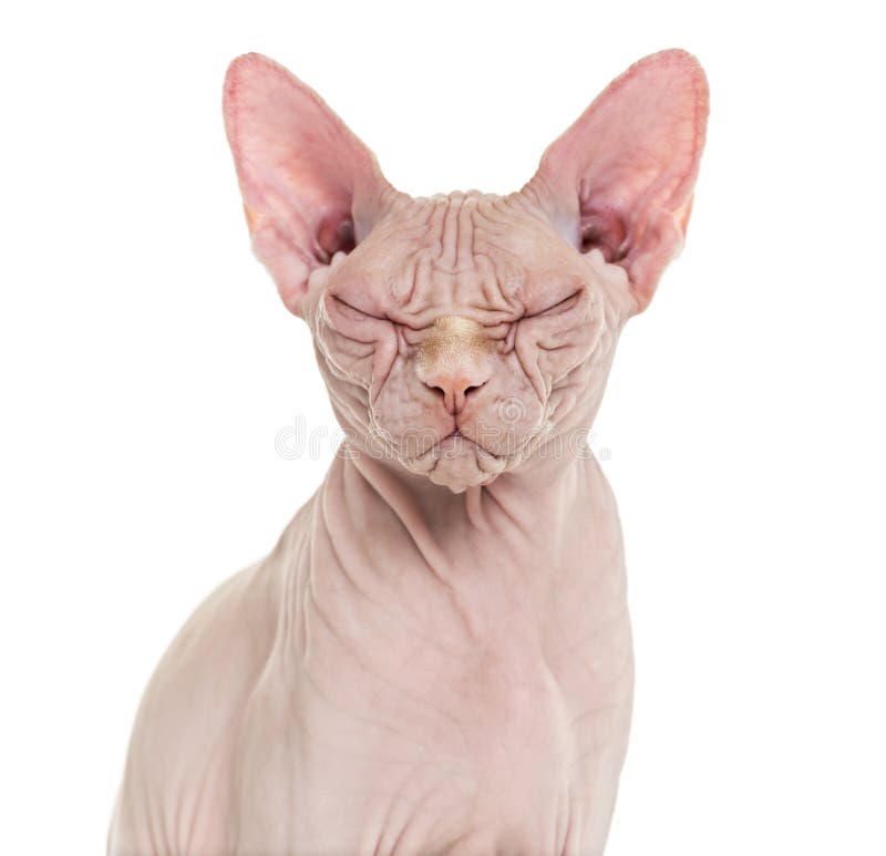 Gato Calvo De Sphynx, 4 Anos Velho Foto de Stock - Imagem de animal ...
